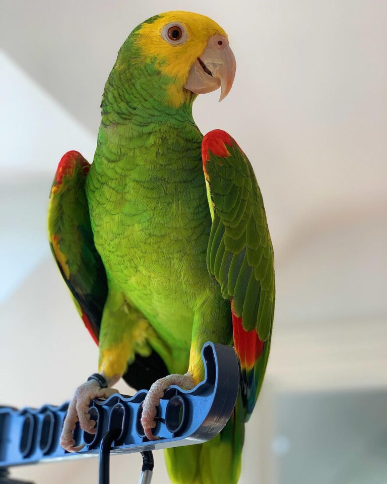 Double Yellow Headed Amazon For Sale - Eco Parrots Farm
