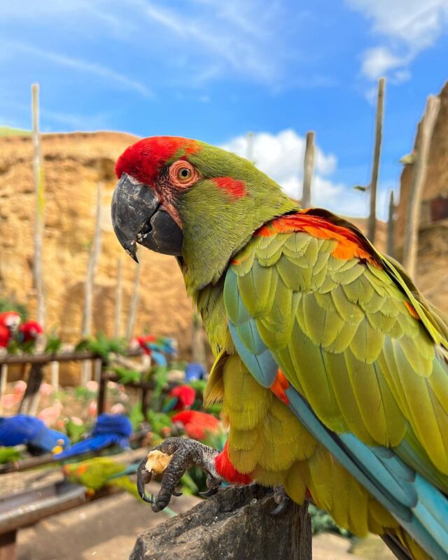 Red Fronted Macaw For Sale - Hand Raised, Fully Tame, Friendly