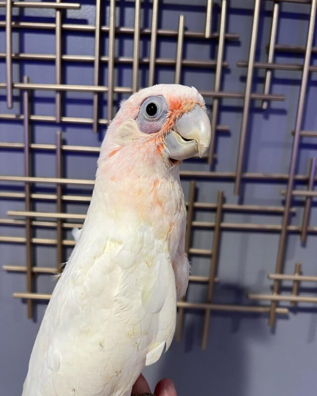 Eastern Long-Billed Corella For Sale - Tame Parrots Shop
