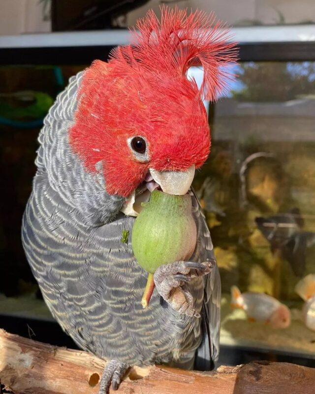 Gang Gang Cockatoo For Sale - Hand Raised, Fully Tame, Friendly