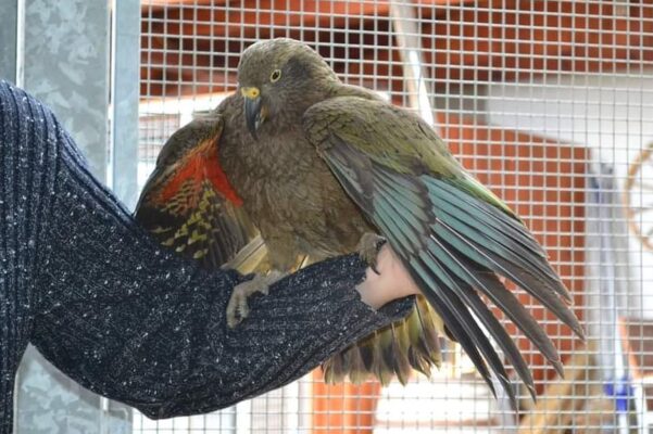 Kea Parrots For Sale - Tame Parrots Shop