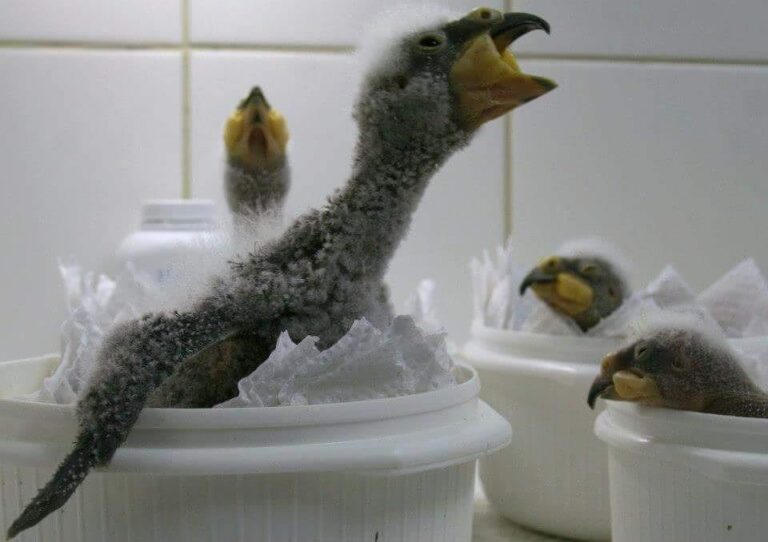 Kea Parrots For Sale - Tame Parrots Shop