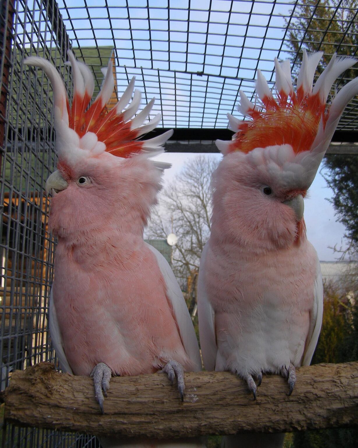 Major Mitchell’s Cockatoo For Sale - Hand Raised, Fully Tame,