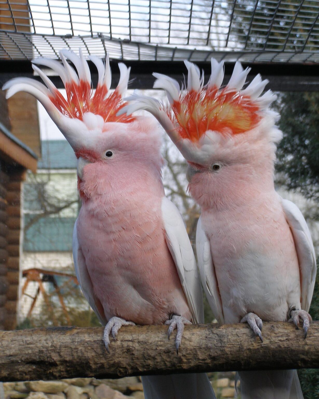 Major Mitchell’s Cockatoo For Sale - Hand Raised, Fully Tame,