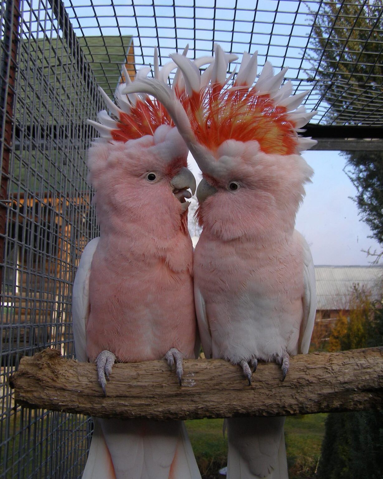 Major Mitchell’s Cockatoo For Sale - Hand Raised, Fully Tame,
