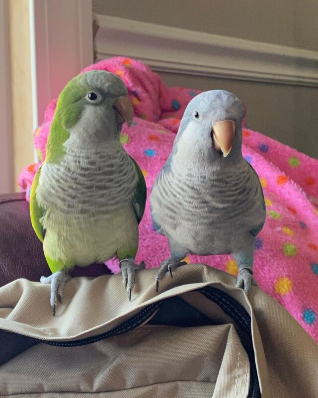 Quaker Parrot for Sale - Eco Parrots Farm