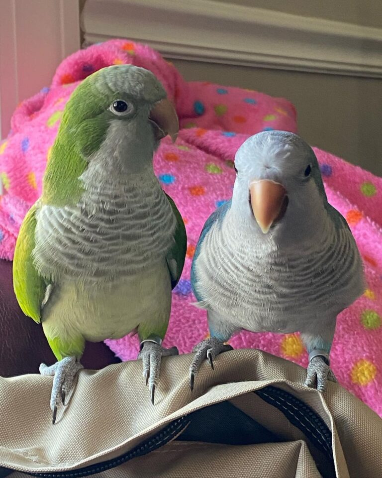 Quaker Parrot for Sale - Eco Parrots Farm