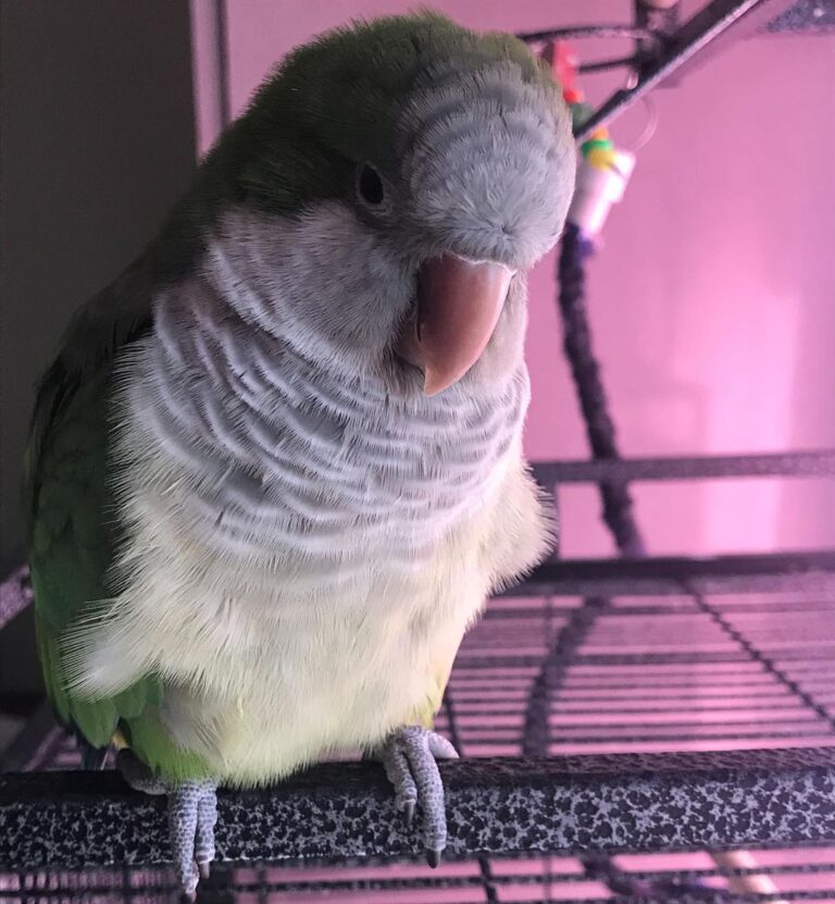 Quaker Parrot for Sale - Eco Parrots Farm