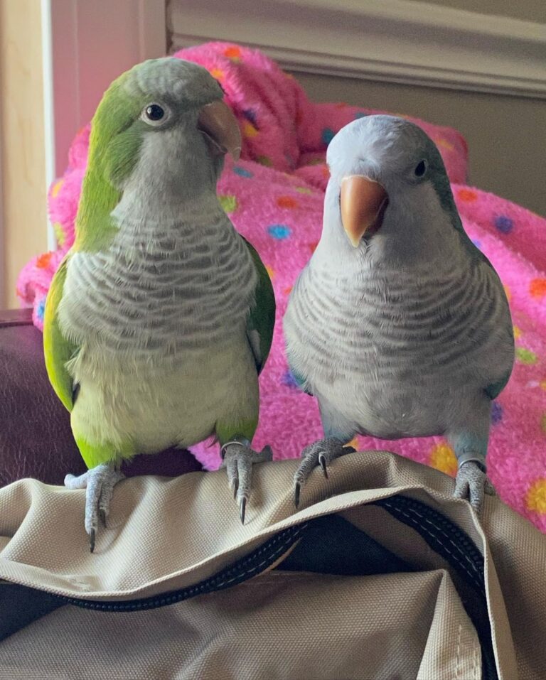 Quaker Parrot for Sale - Eco Parrots Farm