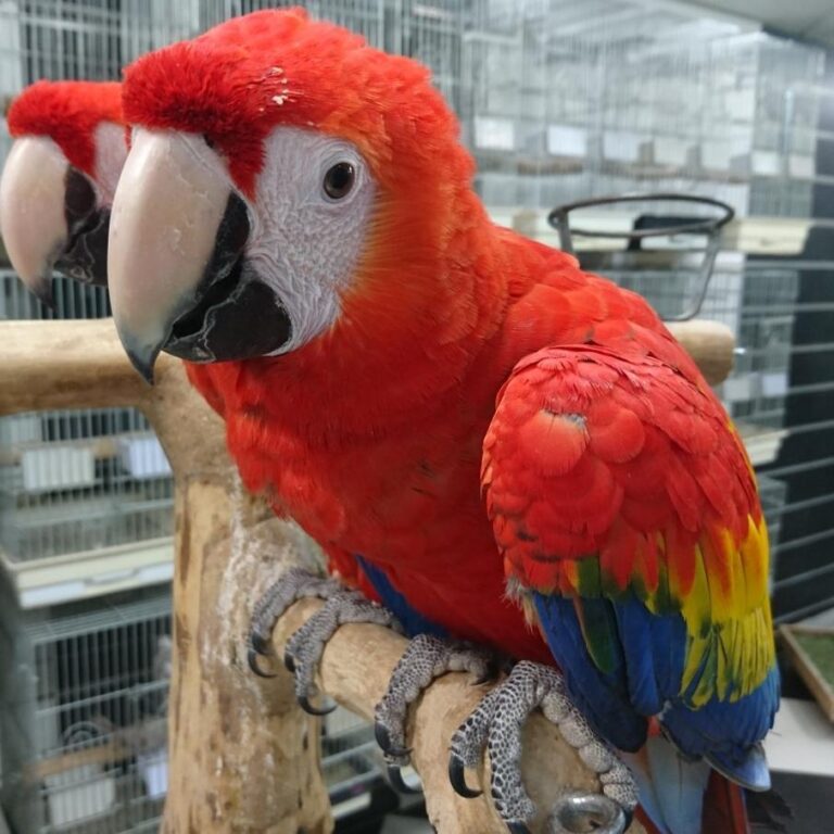 Kea Parrots For Sale - Eco Parrots Farm