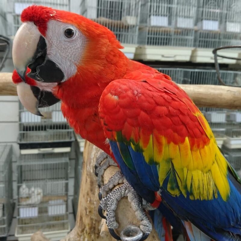 African Grey Parrots For Sale - Hand Raised, Fully Tame, Free Cage