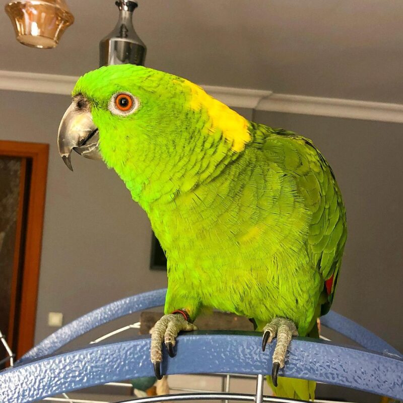 Yellow Naped Amazon For Sale - Tame Parrots Shop