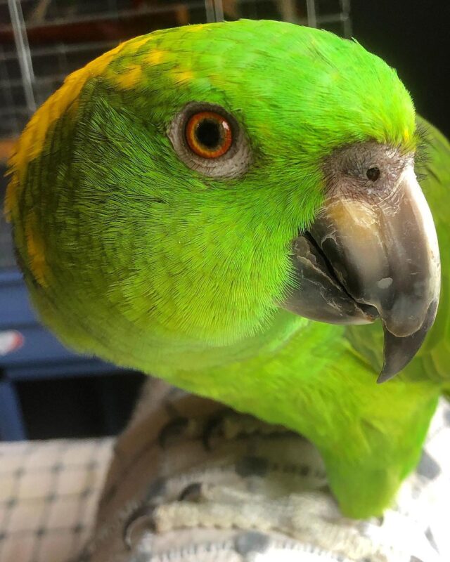 Yellow Naped Amazon For Sale - Eco Parrots Farm