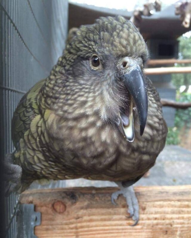 Kea Parrots For Sale - Tame Parrots Shop