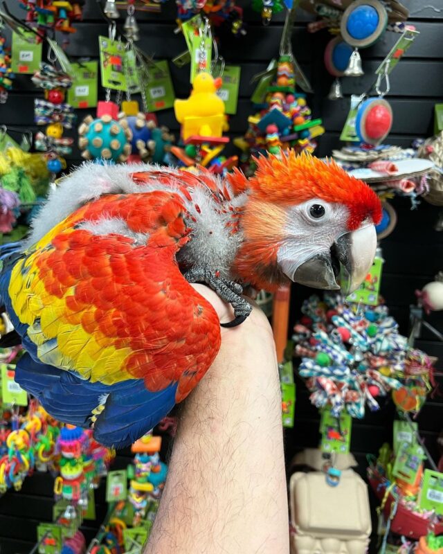 Scarlet Macaw babies for sale - Tame Parrots Shop