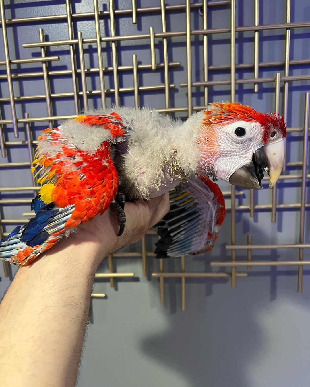 Baby Scarlet Macaw For Sale - Eco Parrots Farm