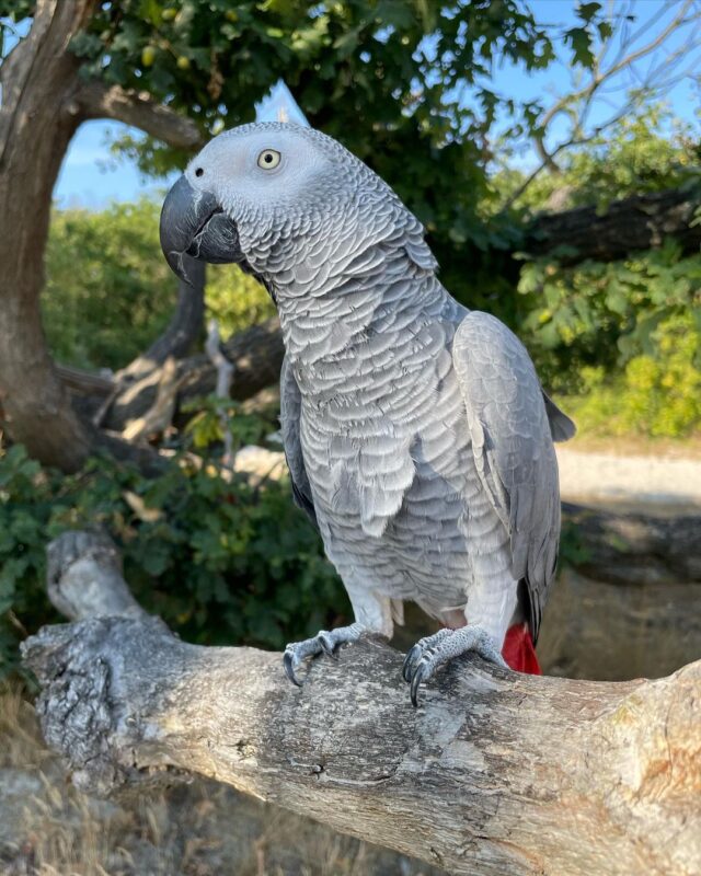 African Grey Parrots For Sale - Hand Raised, Fully Tame, Free Cage