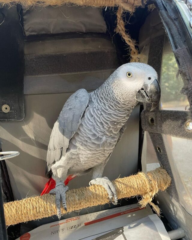 African Grey Parrots For Sale - Hand Raised, Fully Tame, Free Cage