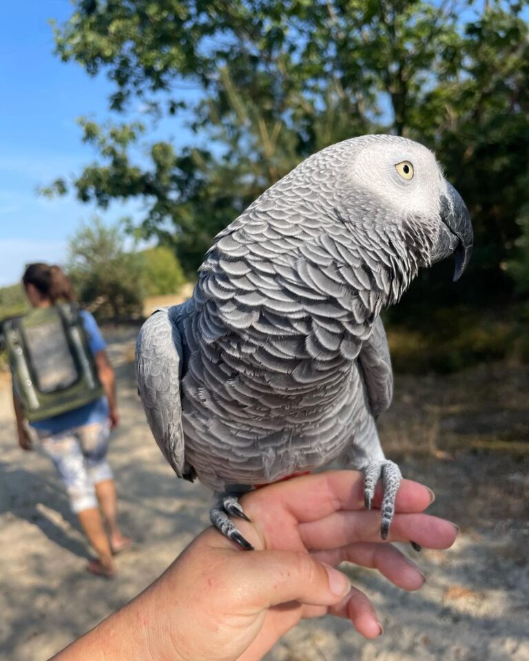 African Grey Parrots For Sale - Hand Raised, Fully Tame, Free Cage
