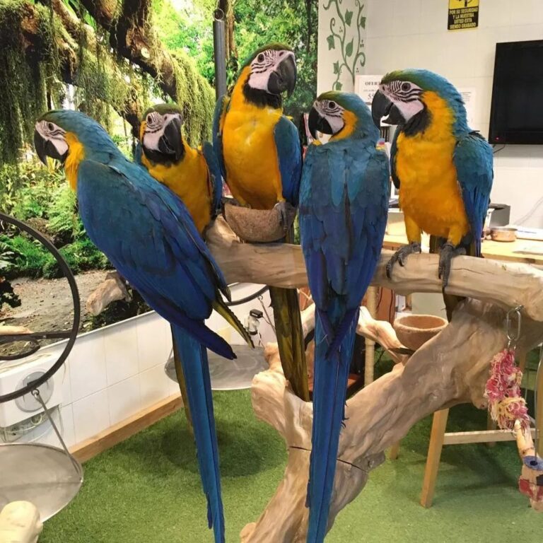 Kea Parrots For Sale - Eco Parrots Farm