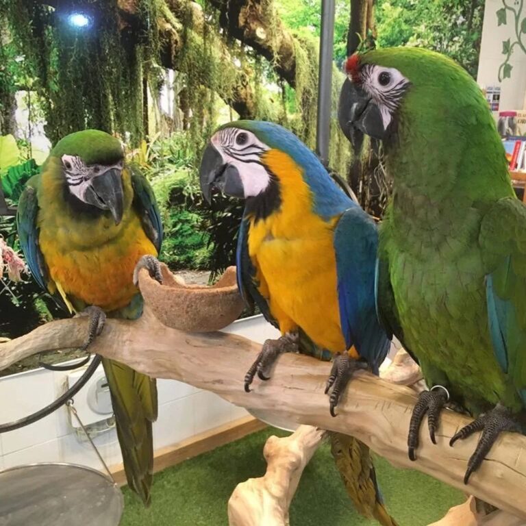 Kea Parrots For Sale - Eco Parrots Farm