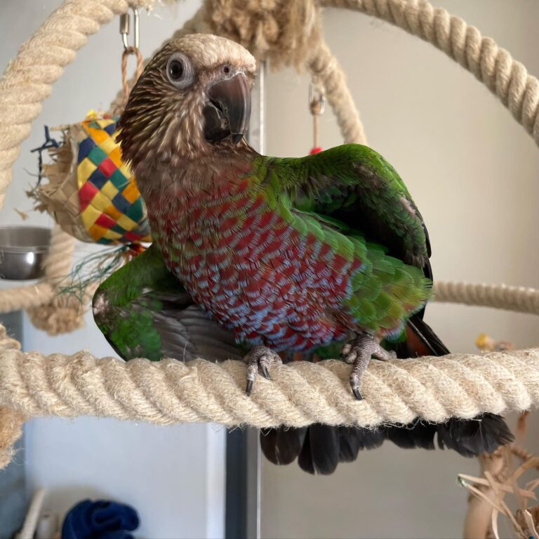 Kea Parrots For Sale - Eco Parrots Farm
