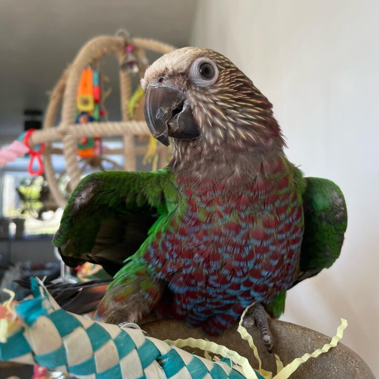 Kea Parrots For Sale - Eco Parrots Farm