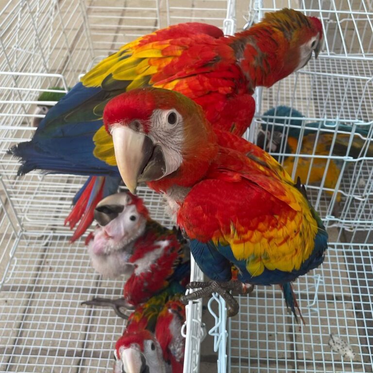 African Grey Parrots For Sale - Hand Raised, Fully Tame, Free Cage