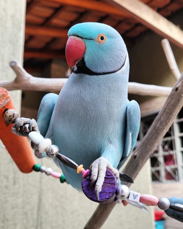 Indian Ringneck For Sale Near Me