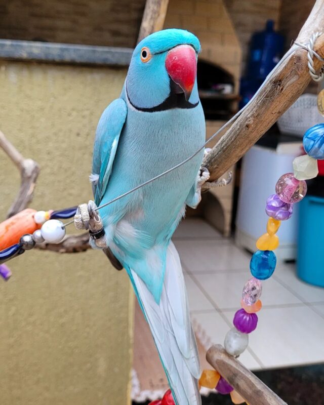 Indian Ringneck For Sale - Eco Parrots Farm | Free Cage, Free Home Delivery